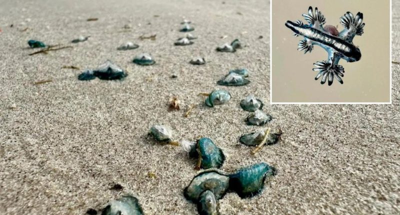 Thousands Of Blue Dragons Wash Up On Texas Beaches Internewscast Journal