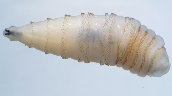 "Beware: Texas Officials Issue Alert About Flesh-Burrowing Worms ...