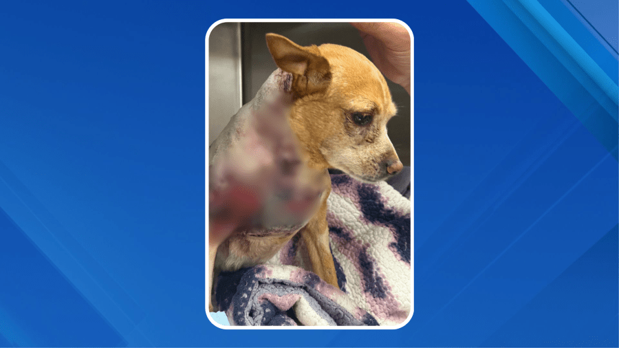 "Shocking Dog Attack in New York City Spurs New Law for Owner ...