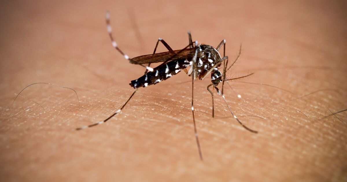 Pest Specialist Warns About Annoying Mosquitoes and Their Importance to ...