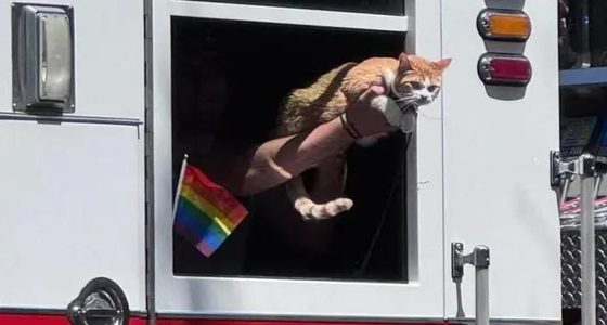 Dispute Arises Over Celebrity Cat's Fire Truck Ride at Pride Parade ...