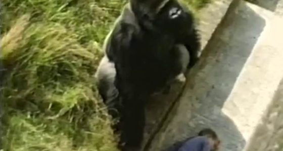 Heartbreaking Consequences: My Fall Into a Gorilla Enclosure ...