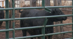 Close to 700 Cows Flee Milford Farm Amidst Storm - Internewscast Journal