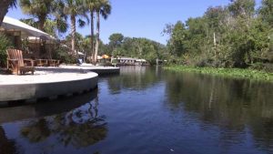 Otter Incident at Wekiva Island Lands Person in Hospital ...