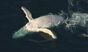 Incredible Drone Footage Spots Migaloo Doppelganger Near K'gari ...