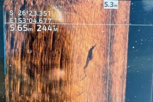 "Confused Fisherman Detects Potential Crocodile on Sonar at Noosa ...