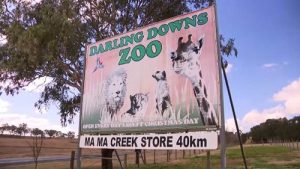 "Tragic Event: Zoo Reports Owner's Family Member Lost Arm in Lioness ...