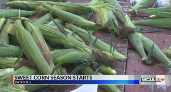 Central Illinois Family Farms Harvesting and Selling Corn Until ...