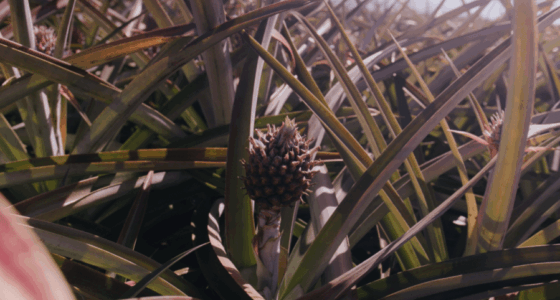 Amazon Offer: Expedited Delivery of Hawaii-Grown Pineapples to Mainland ...