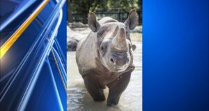 Tragic Incident at Kansas Zoo: Rhino Loses Life in Encounter with ...