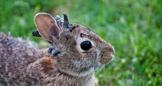 Wild Rabbits Observed with Unusual 'Horn-Like' Growths on Their Heads ...
