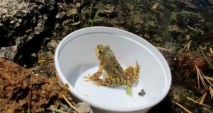 Oakland Zoo Releases 1,000 Rare Yellow-Legged Frogs to Prevent ...