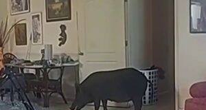 Police Bodycam Captures Wild Boar in Florida House - Internewscast Journal