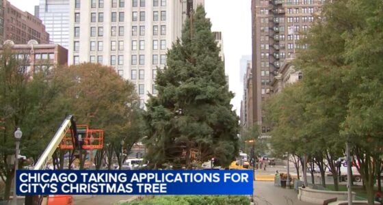 Nominate a Christmas Tree to Illuminate Millennium Park in Chicago ...
