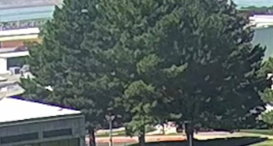 Shoto Vtuber Real Face 2024: Age And Real Name - Internewscast Journal