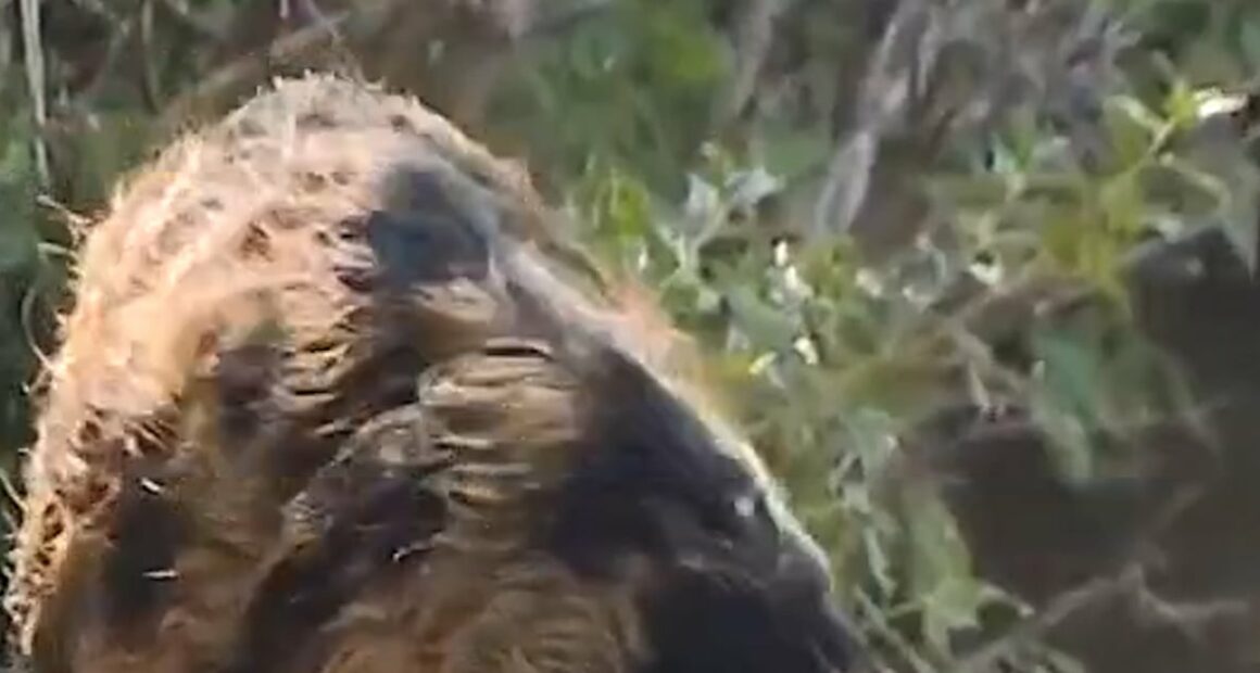 What Happened To Dr John Hamilton? – Where Is He Now? Susan Hamilton ...