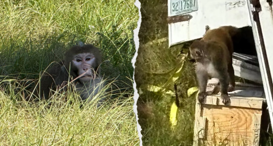 Tragic End for Escaped Monkey After Truck Accident: Search Intensifies ...