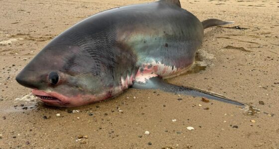 14-Foot Shark Found Deceased After Stranding on Massachusetts Beach ...
