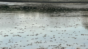 Massive Fish Die-Off at Seminole County Construction Site: Uncovering ...