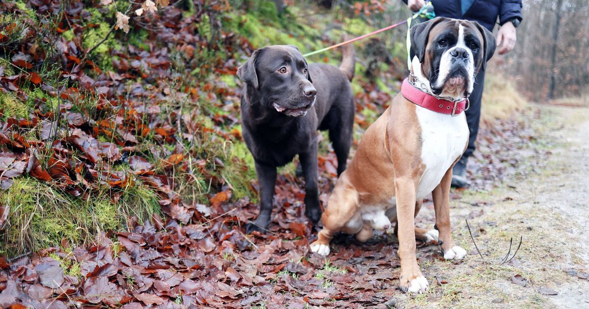 Dog Owners Face Immediate £100 Fines for Non-Compliance with Six ...