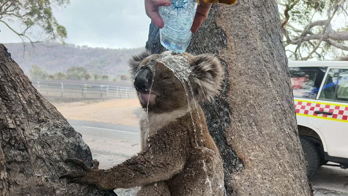 Devastating Visuals: Victoria's Bushfires Capture Heart-Wrenching ...