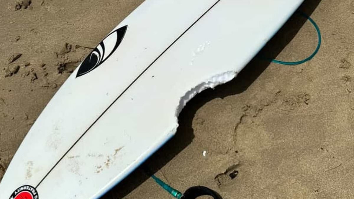 Another Shark Encounter Sends Shockwaves Through Sydney Beaches ...