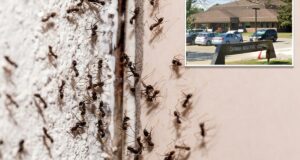 Canadian Hospital Halts Surgeries Amid Unprecedented Ant Infestation ...