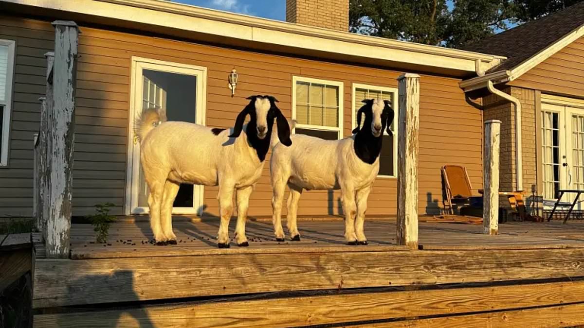 Pet Goats Alert Rescuers, Leading to Owners' Rescue from Tornado Debris ...