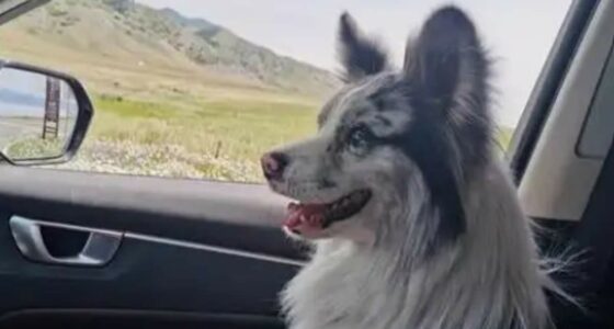 Beloved Dog Allegedly Ends Up on Menu at Local Chinese Restaurant After ...