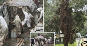 Millions of Bees Swarm Texas Highway After Truck Carrying Hives Crashes ...